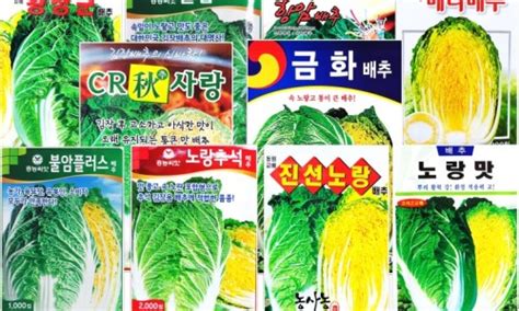 김장무 씨앗 김장배추 모종 심는시기 방법 가을무 품종 종류 파종 간격 육묘일수 네이버 블로그