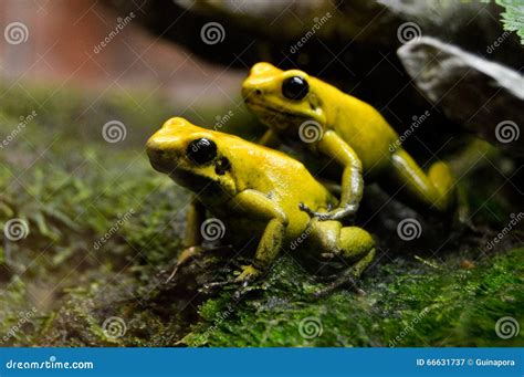 Pair Of Golden Poison Frogs Stock Image Image Of Dart Endangered