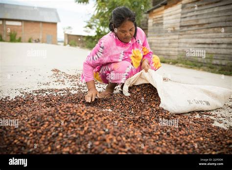 Woman Drying Cocoa Bean Harvest In The Sun On Her Small Farm In West