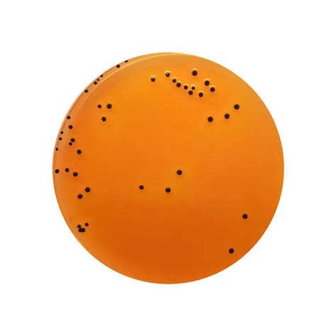 Desoxycholate Citrate Agar Dca Hynes 90mm Plate Southern Group