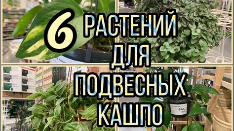 6️⃣ РАСТЕНИЙ ДЛЯ ПОДВЕСНЫХ КАШПО Неприхотливые ️👍 Привлекательные ️😍