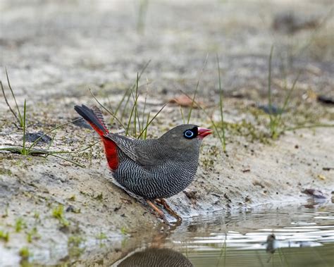 Beautiful Firetail Birdforum