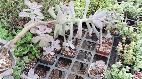 夏天徒长丑到极致的多肉植物！看着颜值真担心秋天缓不过来！ Youtube
