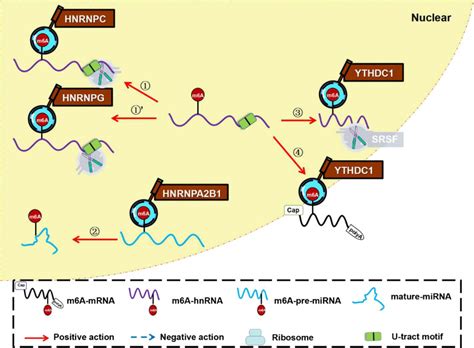 Reshaping The Role Of M6a Modification In Cancer Transcriptome A Review Pmc