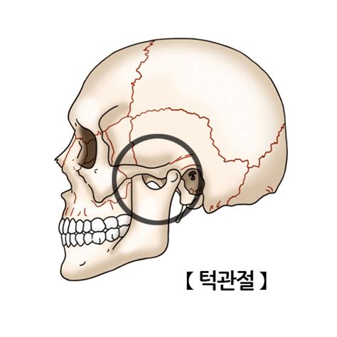 턱관절 Temporomandibular Joint 인체정보 의료정보 건강정보 서울아산병원