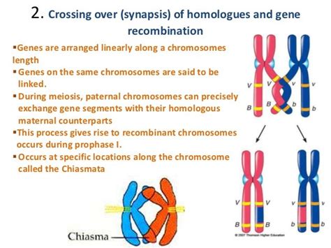 Meiosis Ensures Genetic Variation Edexcel Int A Biology Diagrams John
