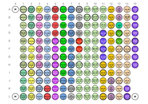 Configuration Of The Microarray For Detecting Mutations Associated With