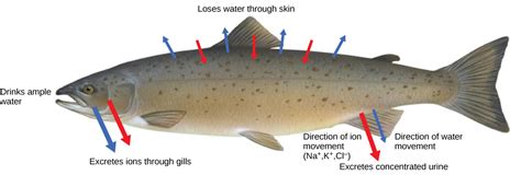 Osmoregulation And Osmotic Balance Biology For Majors Ii