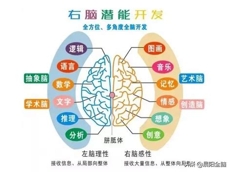 右腦的強大功能，該如何開發右腦呢？ 每日頭條
