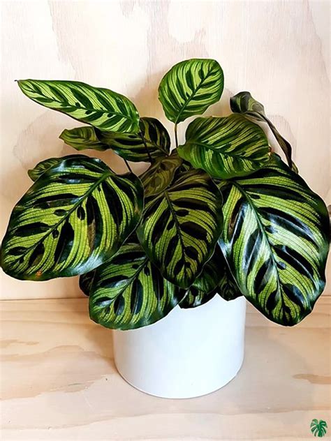 Buy Calathea Makoyana Peacock Plant Online Peppyflora®