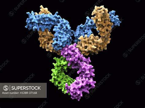 Immunoglobulin G Antibody Molecule Computer Model Of The Secondary