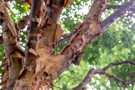 How To Grow And Care For A Paperbark Maple Tree