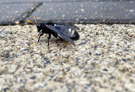 Large Wasp In Dallas TX R Whatsthisbug