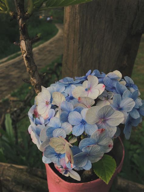 So Pretty Hydrangea Bunga Bokor Hortensia Panca Warna Prettiest Hydrangea Plants Succulents