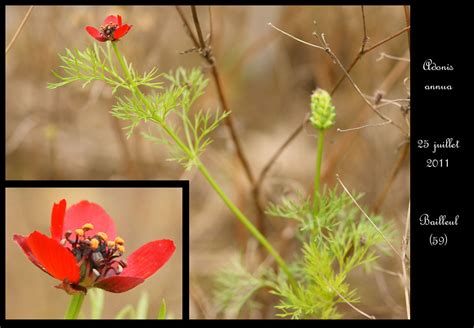 Adonis Annua