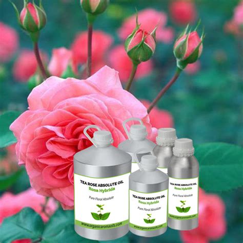 Buy Tea Rose Absolute Oil Online Supplier Bulk Wholesale Organic
