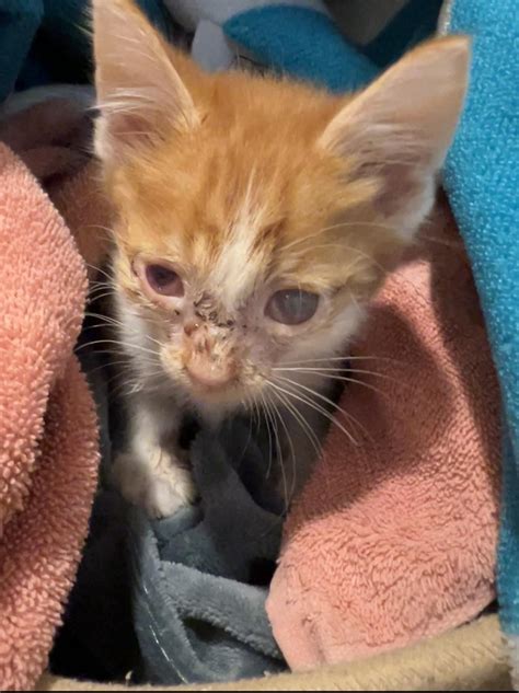 Kitten Conjunctivitis Rcatcare