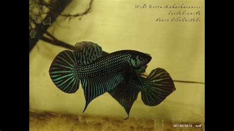 ¿cómo Capturan A Los Bettas En Su Hábitat Natural Youtube