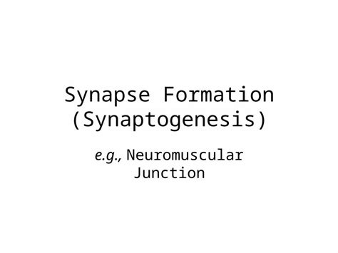 Pptx Synapse Formation Synaptogenesis Eg Neuromuscular Junction