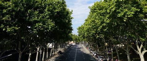 Денеска е ден на шумите кој се одбележува со мото „Шумите и одржливи градови“ Шумарите