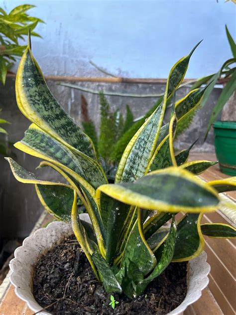 In Law S Tongue Or Sansivera Ornamental Plant With A Curved Green