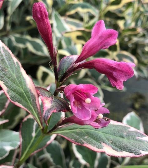 Weigela All Summer Monet W Florida All Summer Monet Shrubs Shrubs