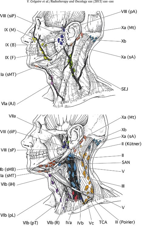 Figure 2 From Delineation Of The Neck Node Levels For Head And Neck