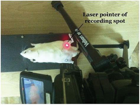 Fixing The Position Using The Laser Pointer Download Scientific Diagram