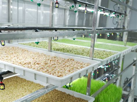 Hydroponic Fodder Container Farming Lyine