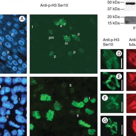 Long Term 6 D Microcystin Lr Mcy Lr Exposure Induces Micronucleus