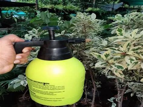 Hand Sprayer At Rs 150 Agricultural Hand Sprayer Pump In Indore Id