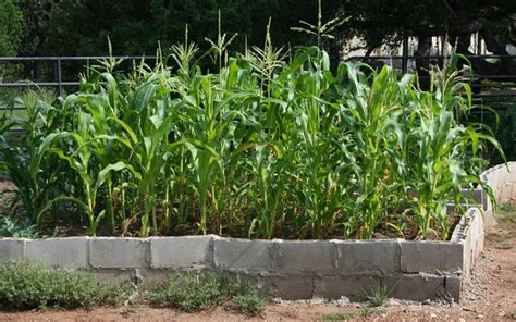 15 Creative Cinder Block Raised Garden Beds Garden Lovers Club
