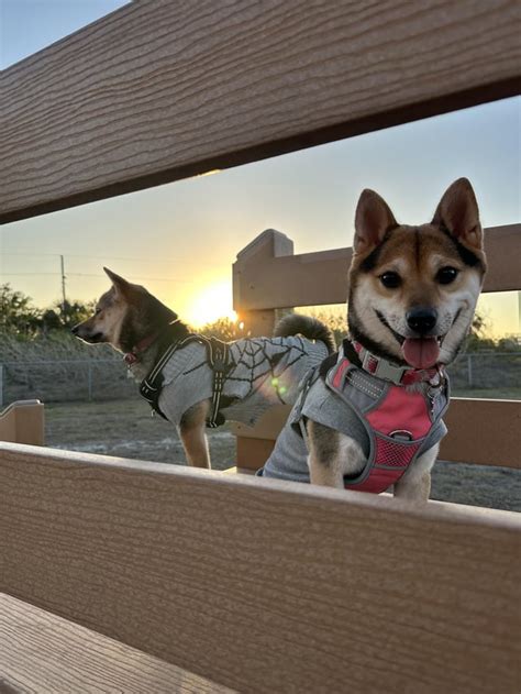 Park Day With The Shibs Rshiba