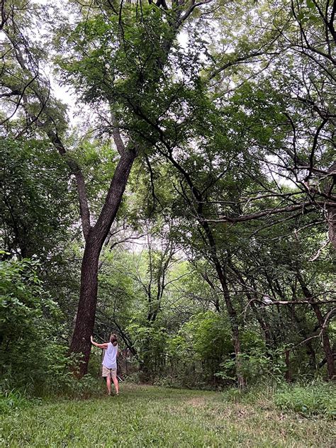 My Friend The Black Walnut Tree Candace Craw Goldman