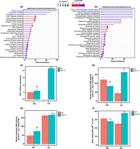 Rna Sequencing Nia1 Expression Nitrate Reductase Nr Activity And Download Scientific