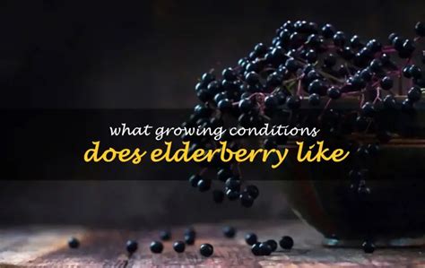 What Growing Conditions Does Elderberry Like Shuncy