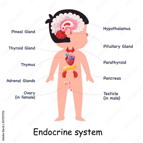 Endocrine System Hormones Glands Body Anatomical Internal Organ Graphic