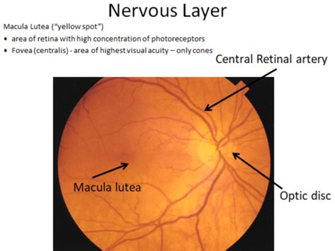 Unit 9 Functions Of The Eye Structures Flashcards Quizlet