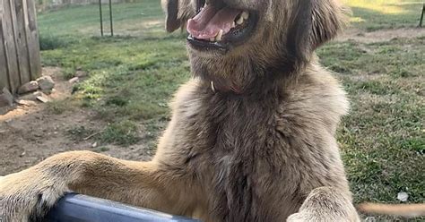 Rare Pupper From Work Album On Imgur