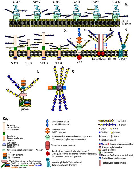 Proteoglycan Glycosaminoglycan