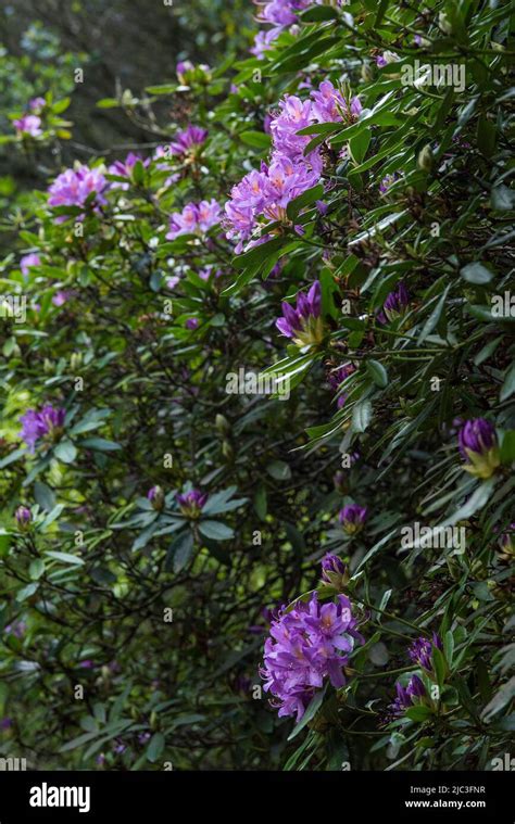 Purple Rhododendron Flowers Stock Photo Alamy
