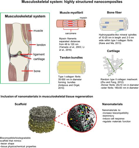3d Engineered Nanomaterials For Musculoskeletal Tissue Regeneration