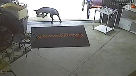 Vídeo cachorro é flagrado furtando cobertor de loja no interior de