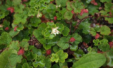Creeping Raspberry Growing Guide And Common Problems