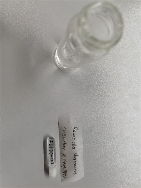 浅锉奥甲螨 标本图片库 大别山区生物多样性综合科学考察