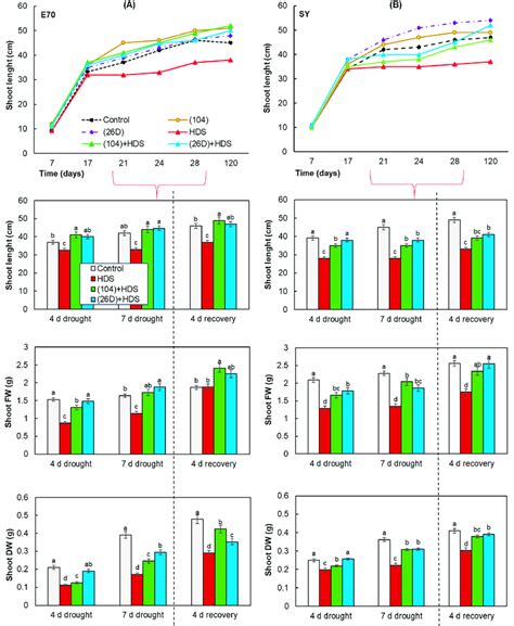 Influence Of B Subtilis 104 And 26d On Growth Length Fresh And Dry