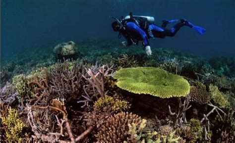 Karen Twisler On Linkedin Full Recovery For Coral Reef Within 4 Years