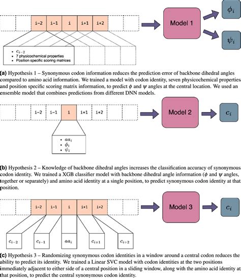Schematic Of Model Inputs And Outputs For Each Hypothesis Codon Is Download Scientific Diagram