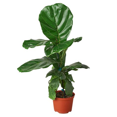 Euonymus Plant Size How Big Do They Get Cafe Planta