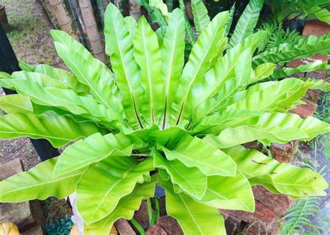 Asplenium Scolopendrium Harts Tongue Fern